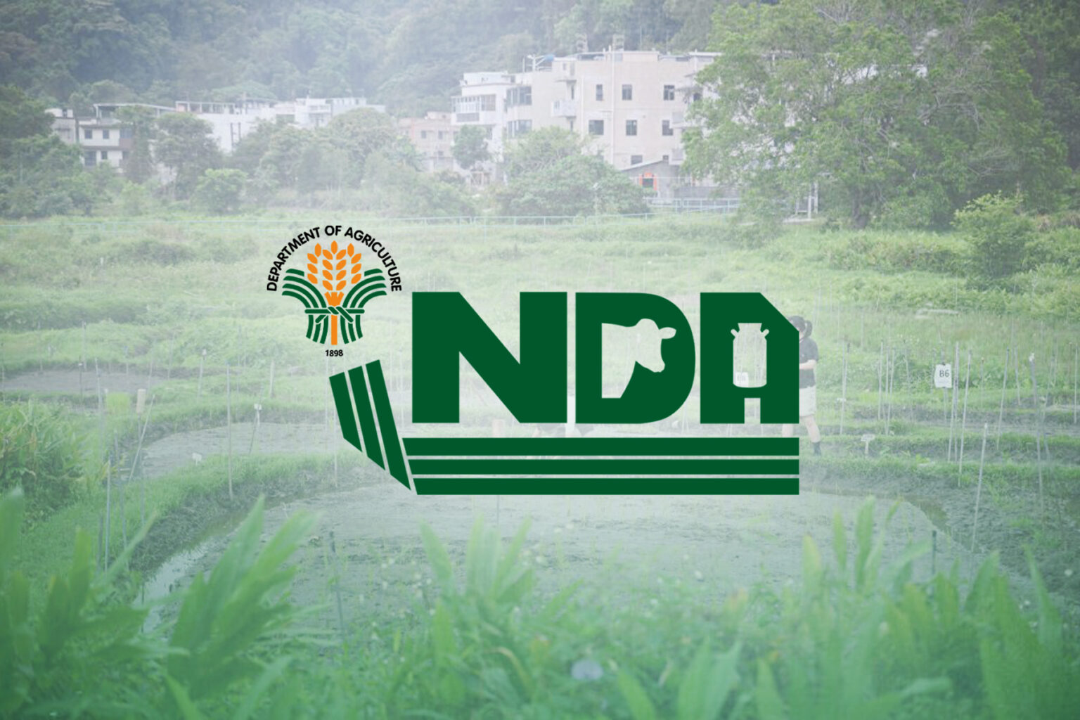 NDA, Metro Pacific set up multiplier farm - Philippine Daily Inquirer